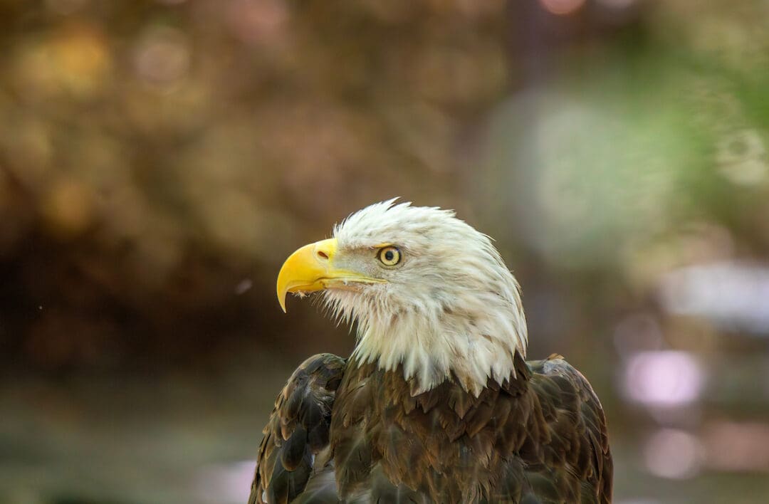 Why Meeting Native Animals of Virginia Up Close Matters
