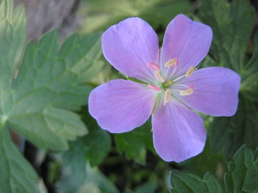 Wild Geranium | Virginia Living Museum